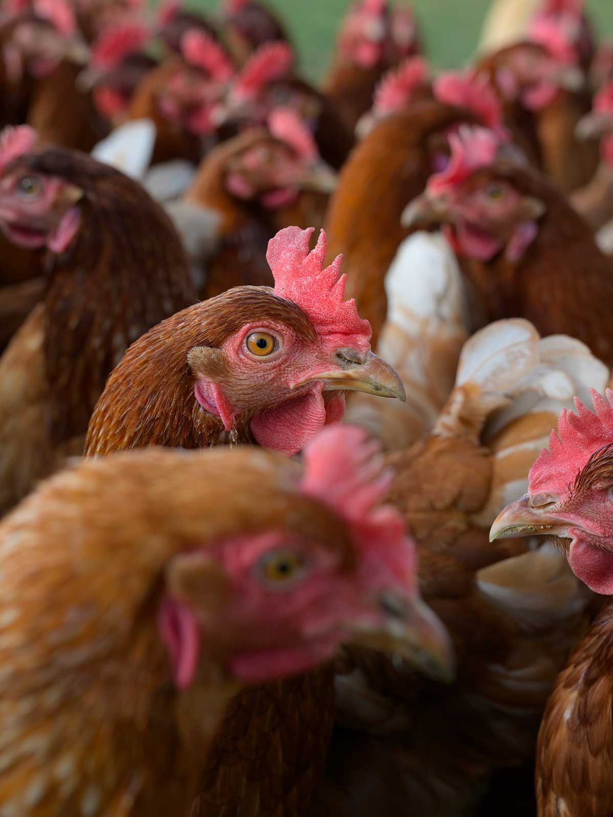 OSTA — Organization for the Spiritual Treatment of Animals